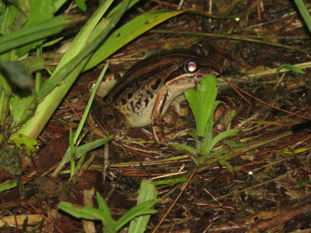 Striped Marsh Frog from Brisbane QLD, Australia on November 16, 2024 at ...