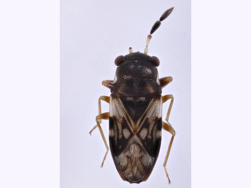 Appolonius territorialis · iNaturalist