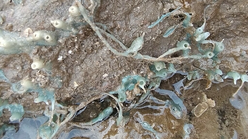 Blue Tube Sponge from Carter Road Mangroves, Pali Hill, Mumbai ...
