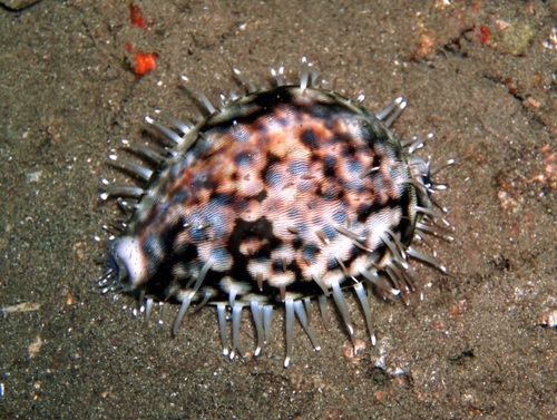 Tiger Cowry (Marine invertebrates of Randwick costal area: Coogee and ...