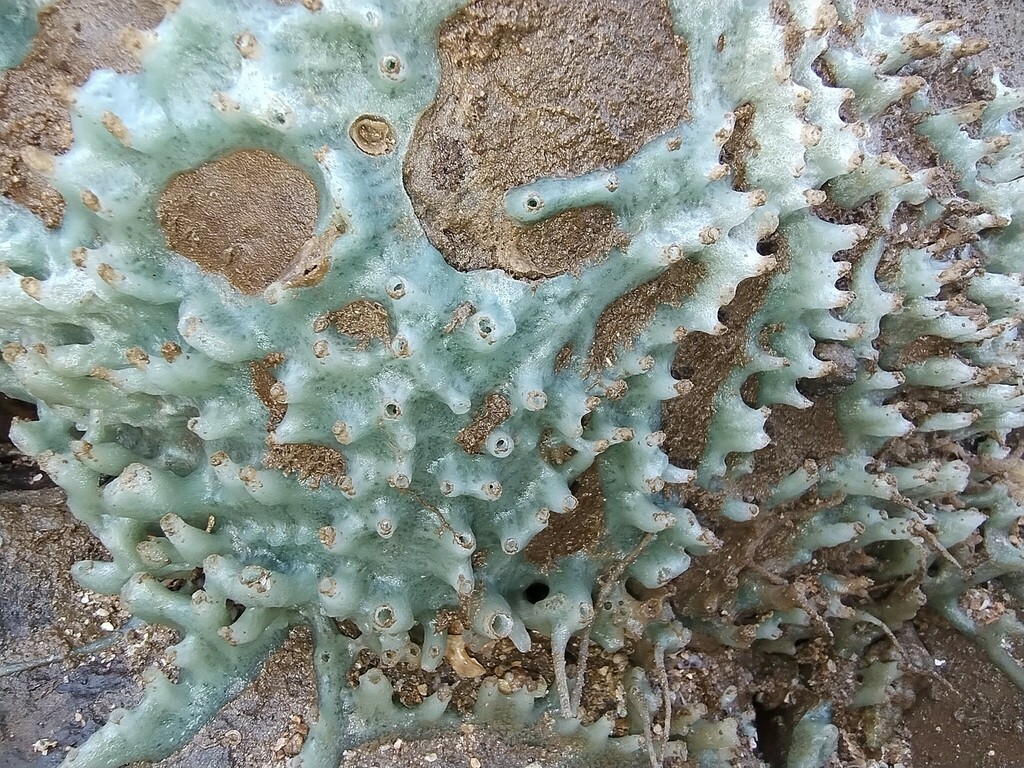 Blue Tube Sponge from Carter Road Mangroves, Pali Hill, Mumbai ...