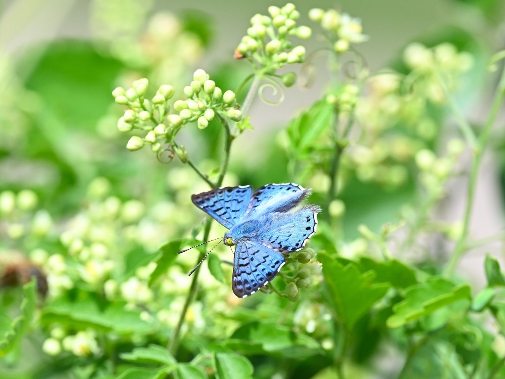 Blue Metalmark from Brownsville, TX, USA on October 29, 2024 at 11:49 ...