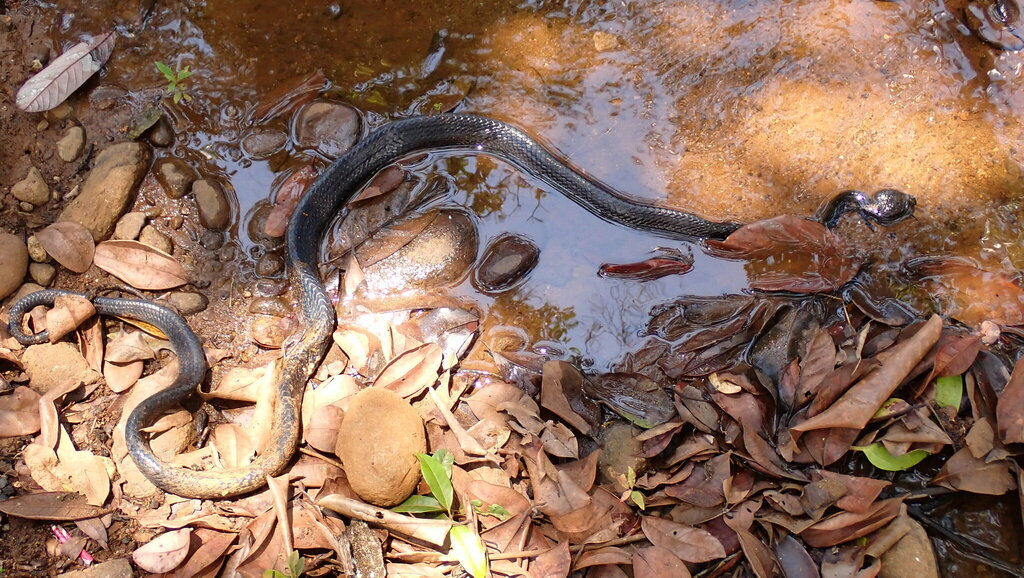 Boiga dendrophila gemmicincta from Kabupaten Luwu Timur, Sulawesi ...