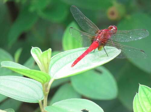 Rufous Marsh Glider (Dragonflies and Damselflies of Gopala) · iNaturalist