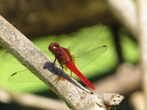 Rufous Marsh Glider (Dragonflies and Damselflies of Gopala) · iNaturalist
