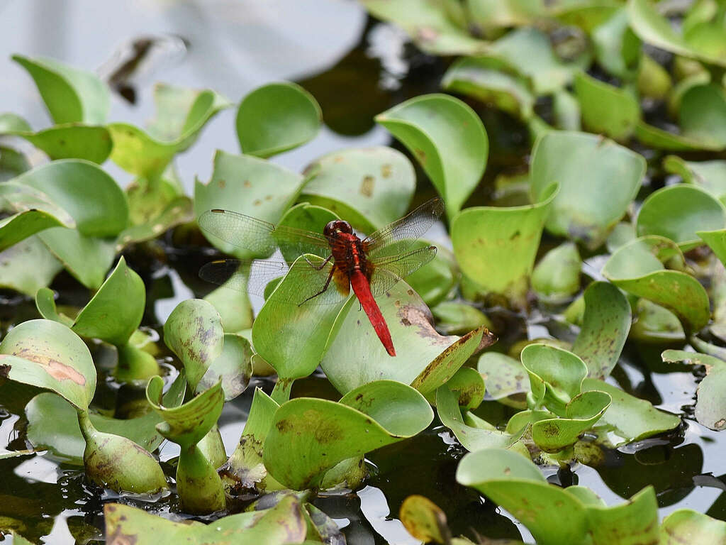Rufous Marsh Glider (Dragonflies and Damselflies of Gopala) · iNaturalist