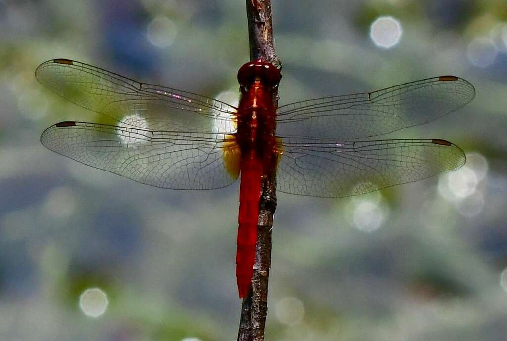 Rufous Marsh Glider (Dragonflies and Damselflies of Gopala) · iNaturalist