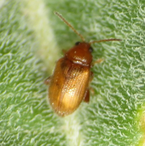 (Epitrix flavotestacea)