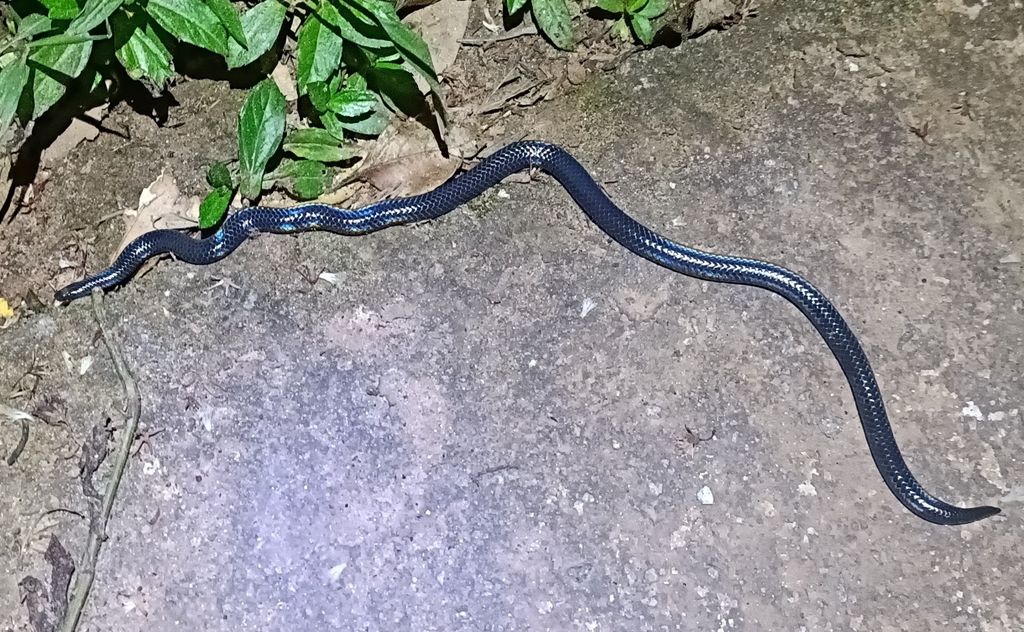 Indian Black Earth Snake from WM6F+FGQ, Kadumane Estate, Karnataka ...