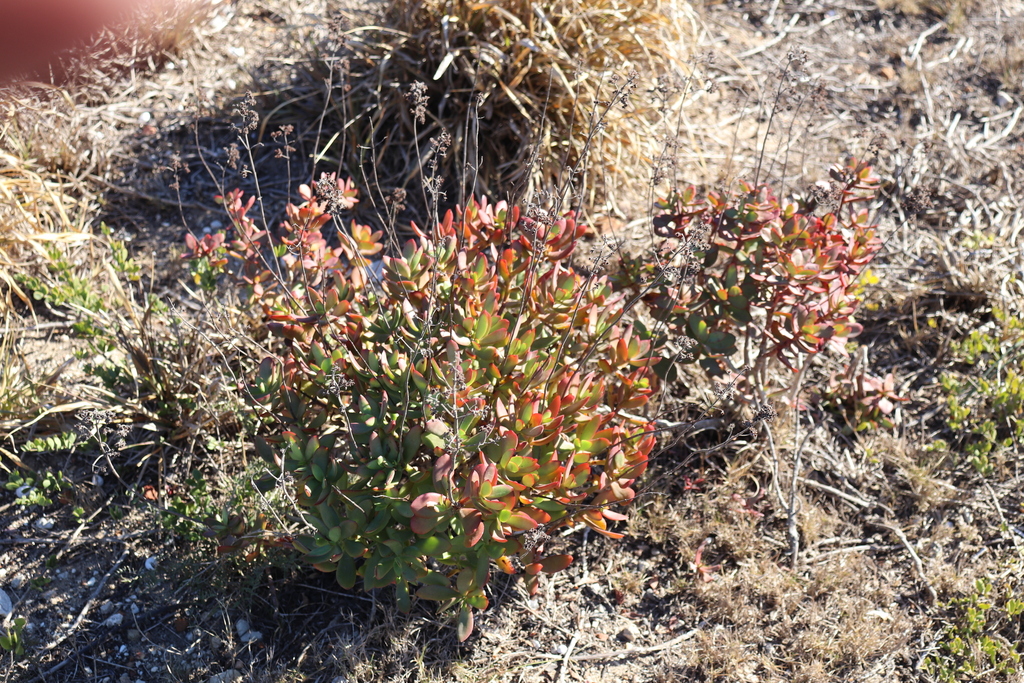 Redstem Stonecrop from St Georges Strand, Gqeberha, South Africa on ...