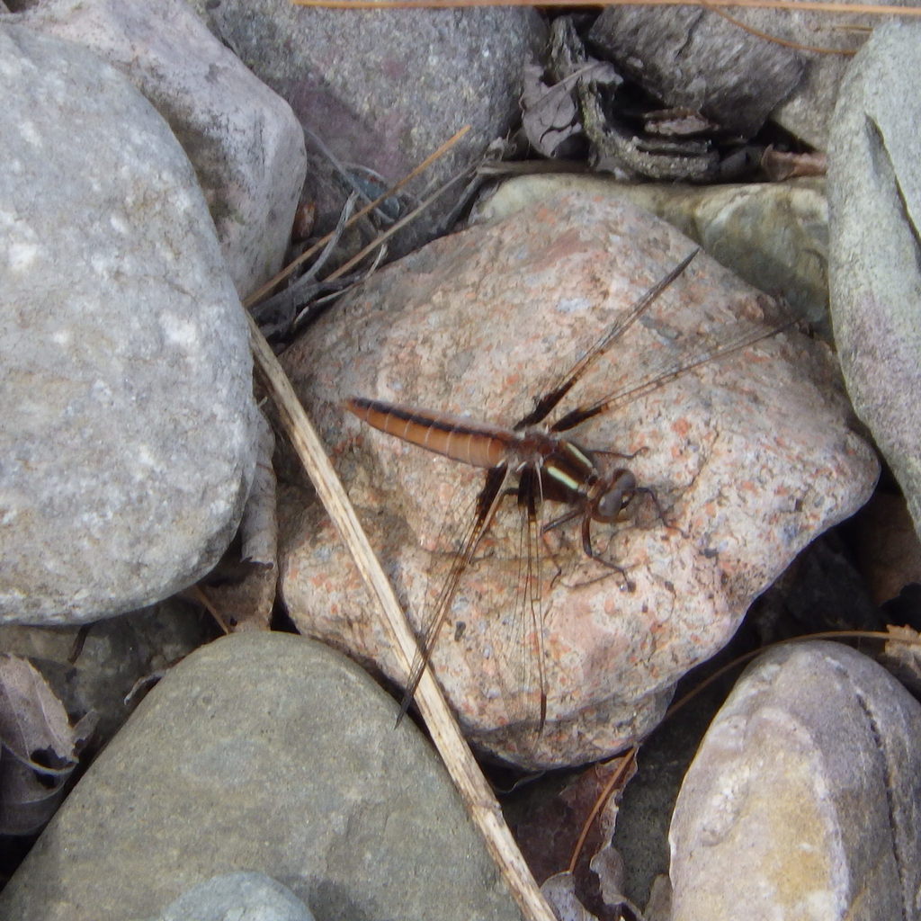 White Corporal from Halifax Regional Municipality, NS, Canada on July ...