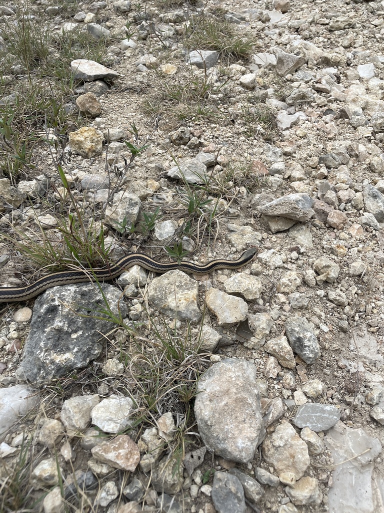 Texas Patch-nosed Snake from Bandera, TX, US on November 8, 2024 at 12: ...