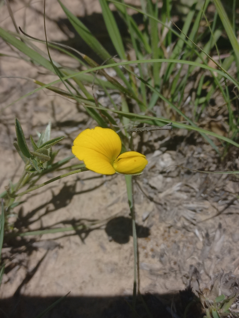 Soft Silverpod from Amathole, ZA-EC, ZA on November 16, 2024 at 11:31 AM by Brian du Preez ...