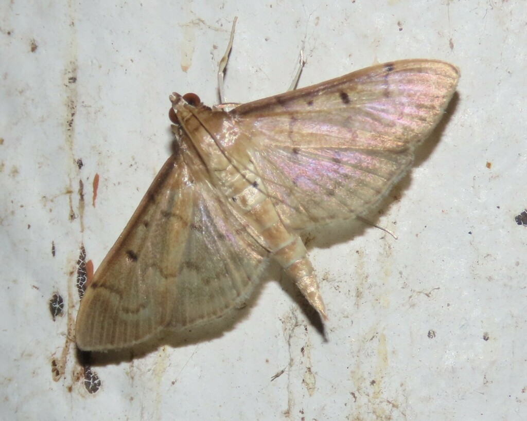 Southern Beet Webworm Moth from Santa Ana National Wildlife Refuge ...