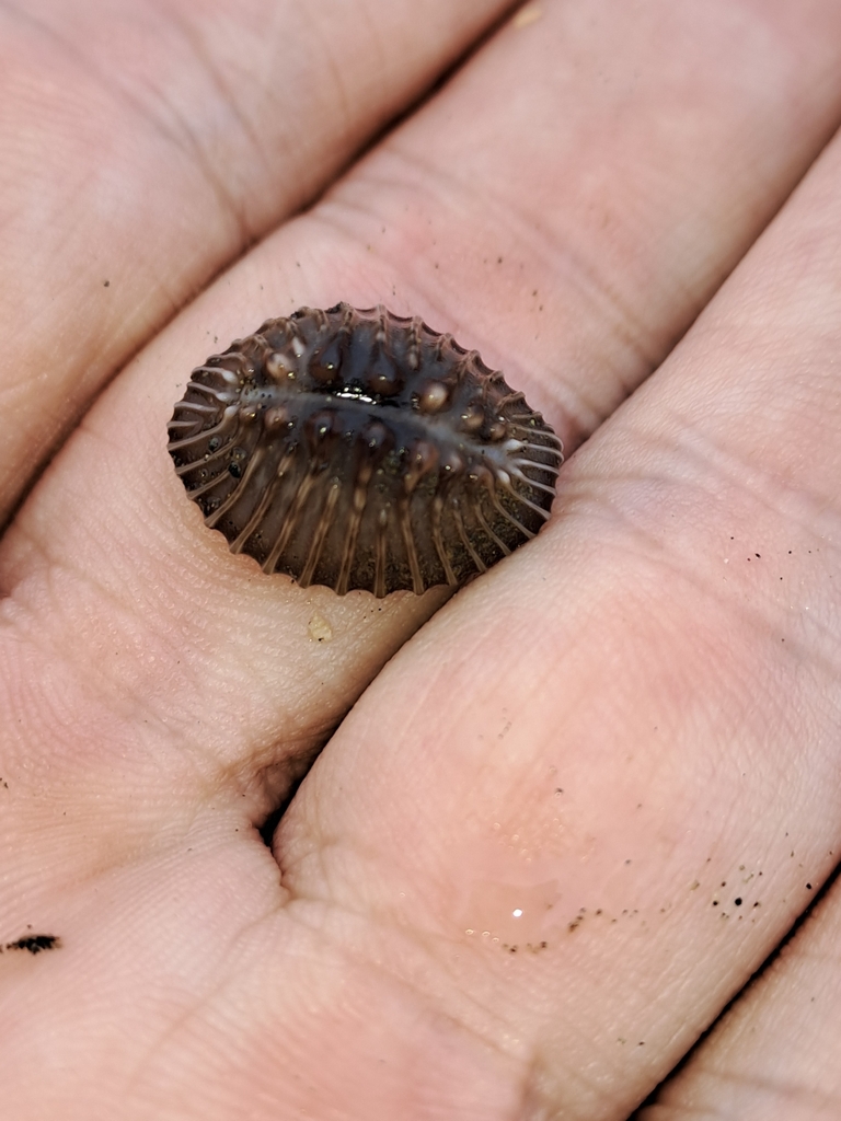 Pusula radians from Mariato District, Veraguas Province, Panama on ...