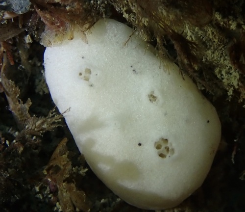 Leucetta antarctica · iNaturalist