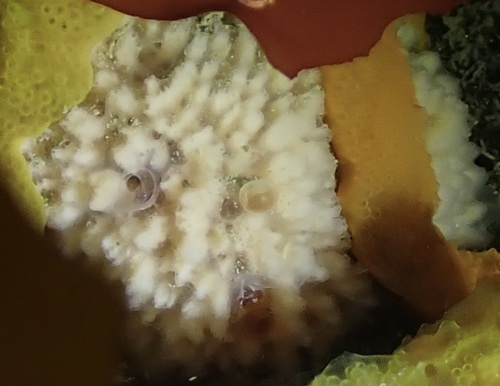 Lissodendoryx patagonica · iNaturalist