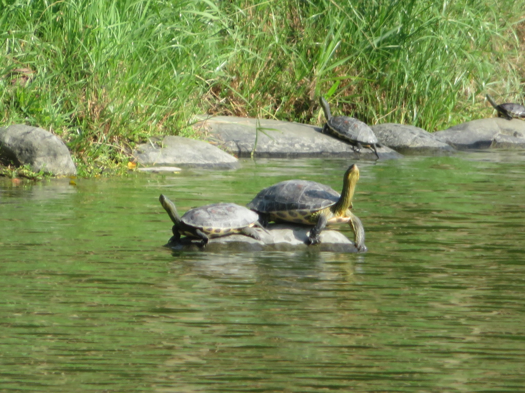 Common thread turtle from 524台灣彰化縣溪州鄉 on November 16, 2024 at 02:41 PM ...