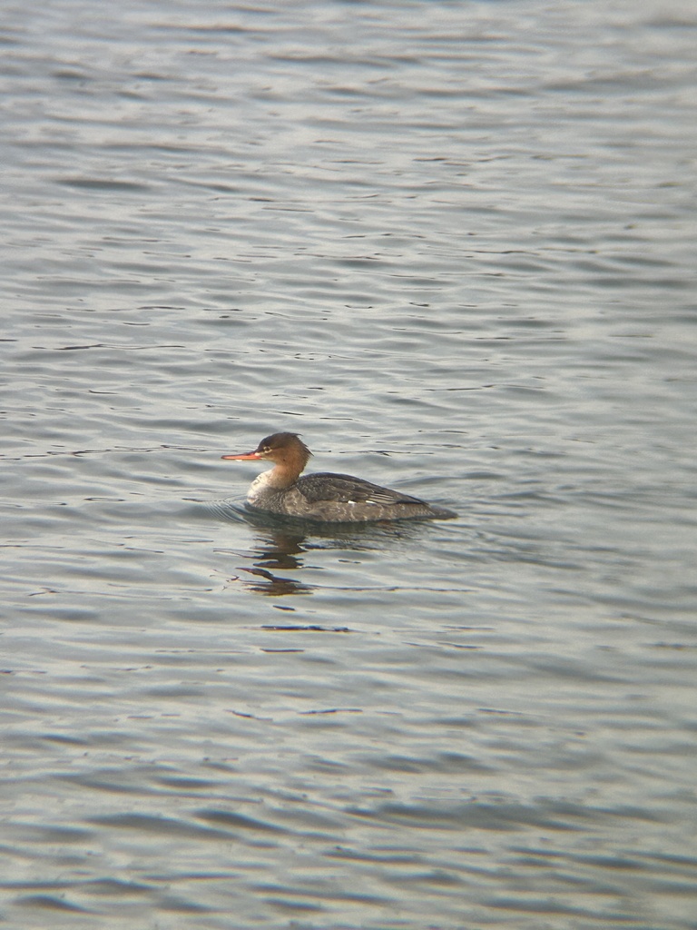 Red-breasted Merganser from MN, US on November 16, 2024 at 09:10 AM by ...