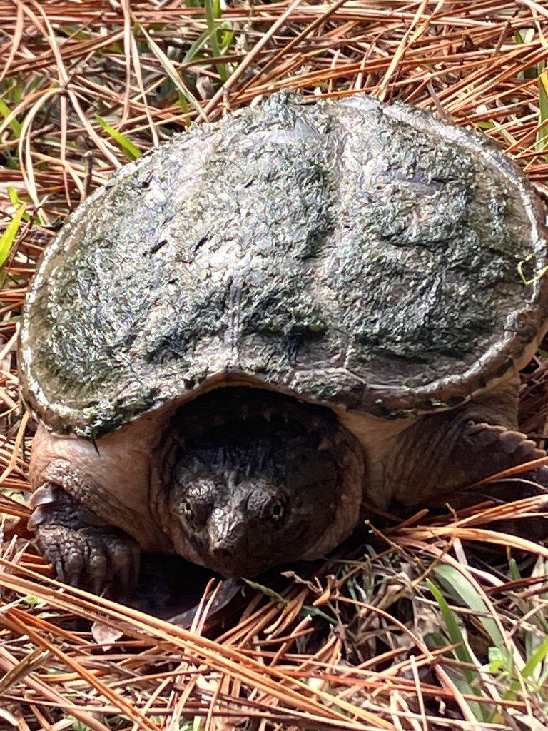 Common Snapping Turtle from NC-87, Pittsboro, NC, US on November 15 ...