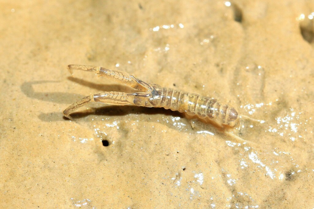 Corophiidae from Saint-Vivien-de-Médoc, France on November 16, 2024 at ...