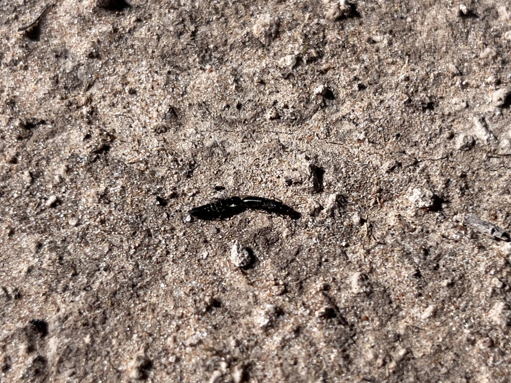 Conotelus from Maljamar, NM, US on November 3, 2024 at 09:53 AM by ...