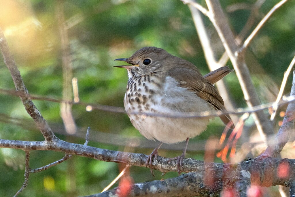 Hermit Thrush from Heather Ln, Rutland, VT, USA on November 16, 2024 at ...