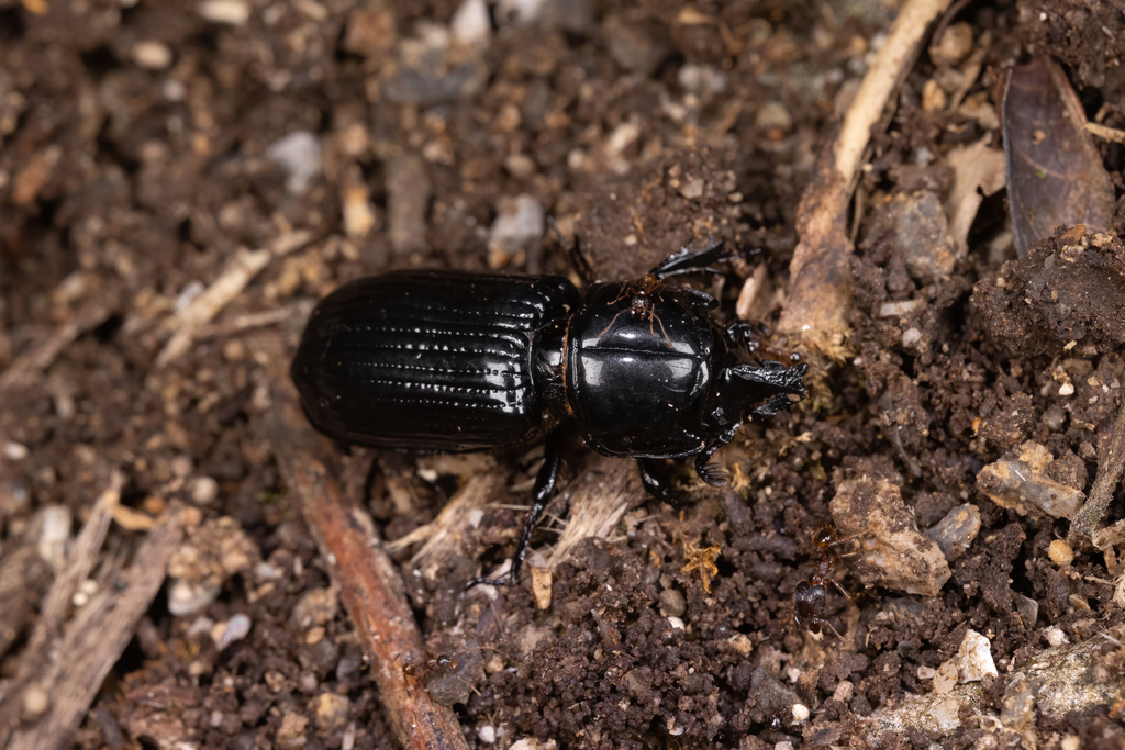 Ceracupes fronticornis from 中国云南省临沧市沧源佤族自治县 on November 16, 2024 at 08: ...