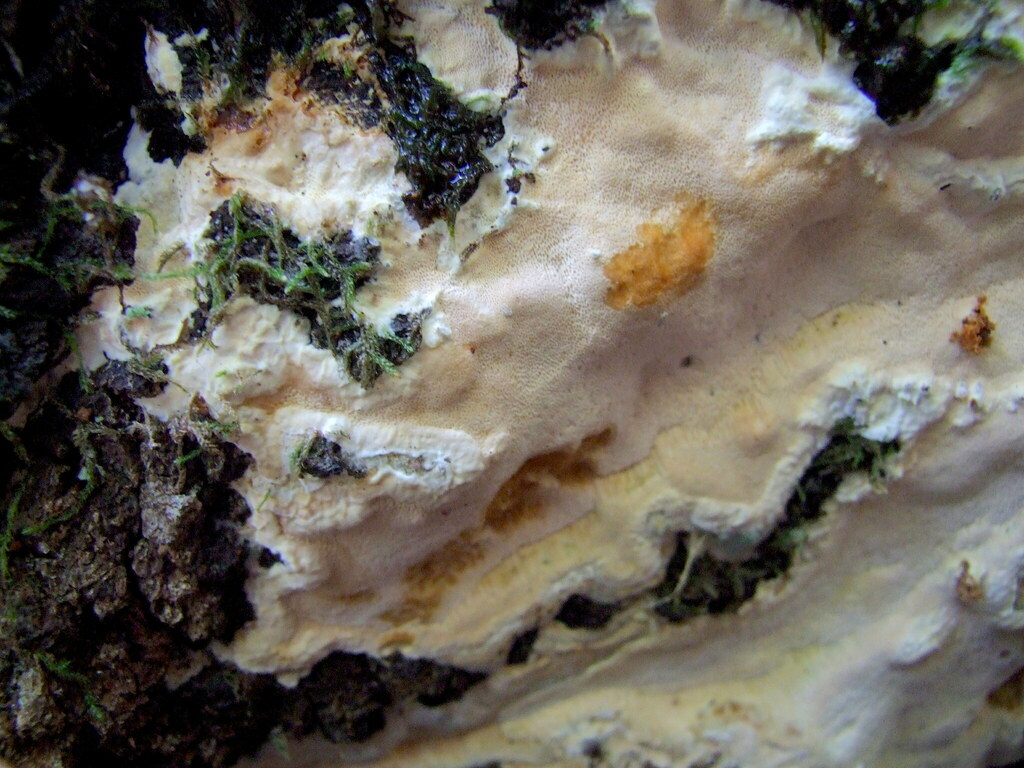 Poriella subacida from Humboldt County, CA, USA on November 15, 2024 at ...