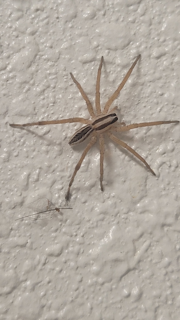 Rabid Wolf Spider from Fort Cavazos, TX, USA on November 16, 2024 at 11 ...