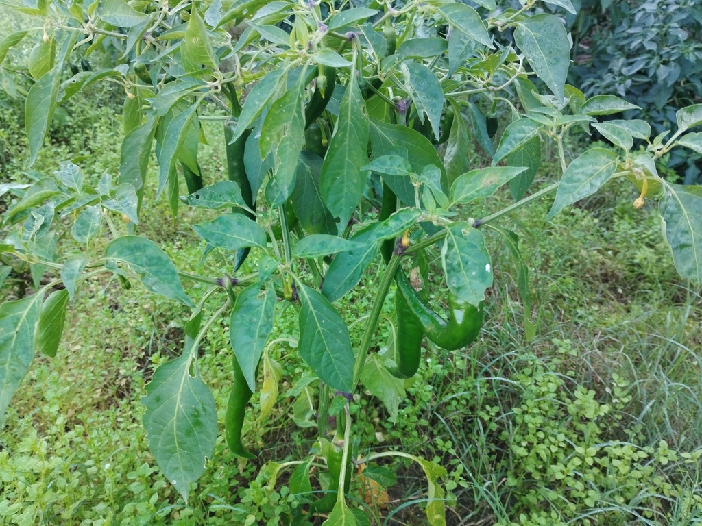 chili pepper from Girona, Espanya on November 16, 2024 at 12:30 PM by ...