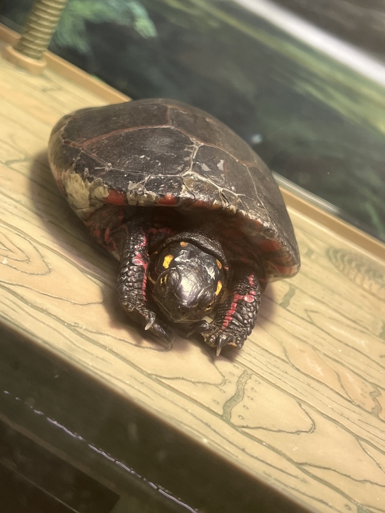 Painted Turtle from Museum of Life and Science, Durham, NC, US on ...