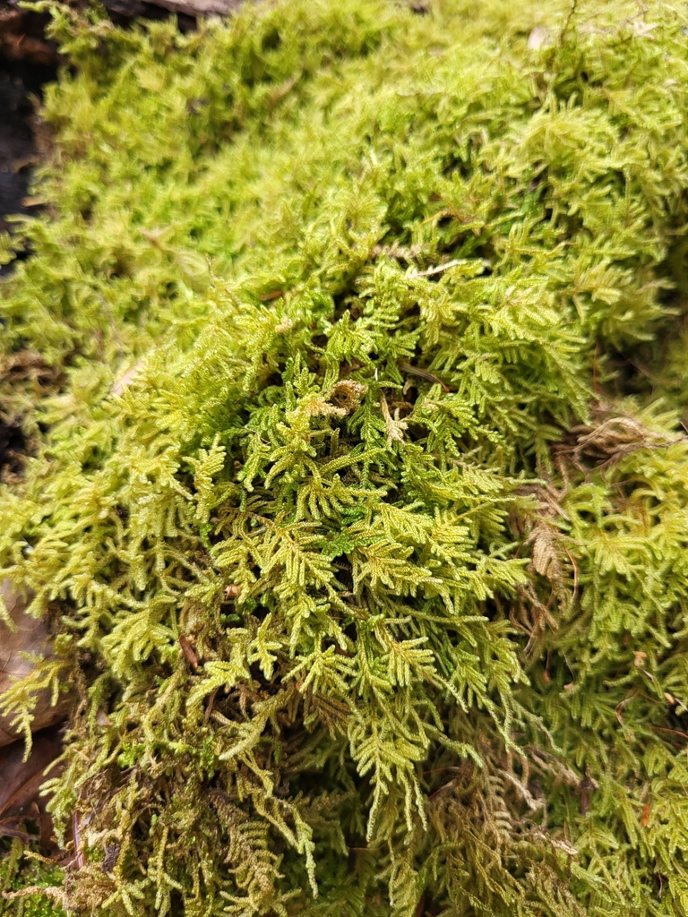 mosses from Waveland, IN 47989, USA on November 3, 2024 at 12:13 PM by ...
