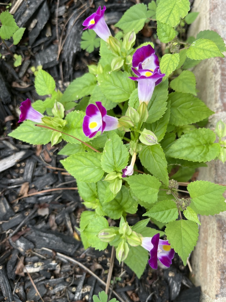 wishbone flower from Sam Houston National Forest, Conroe, TX, US on ...