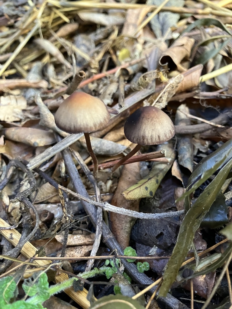 Banded Mottlegill from Phil Ln, Cupertino, CA, US on November 16, 2024 ...