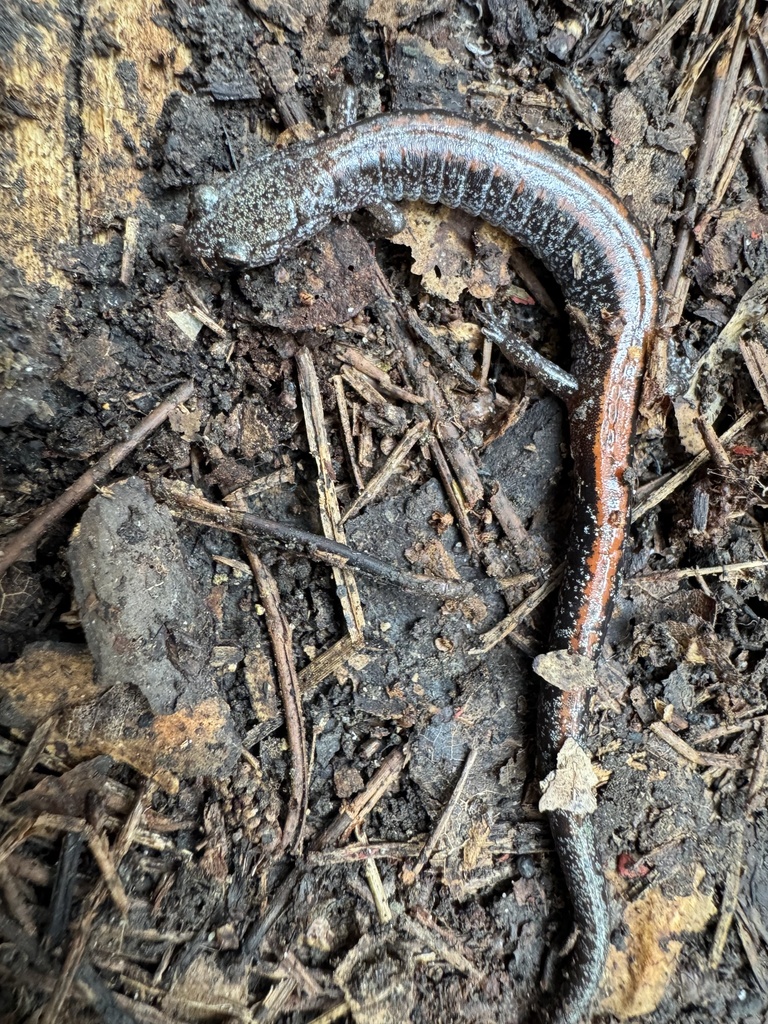 Eastern Red-backed Salamander from Latta Road, Durham, NC, US on ...