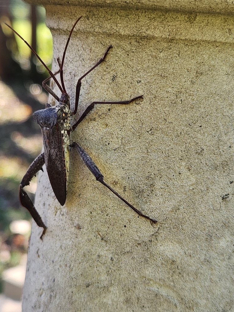 Giant leaf-footed bug from Wheatley Place, Dallas, TX 75215, USA on ...
