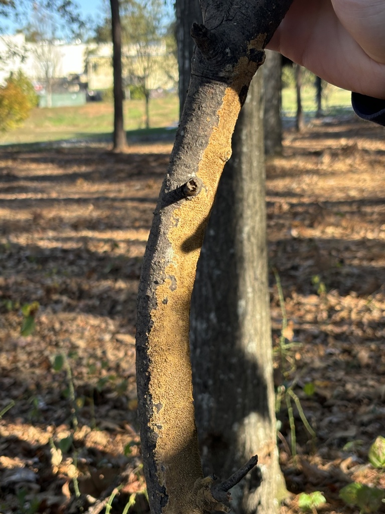 brown-toothed crust fungus from Richwood Dr, Greenville, SC, US on ...