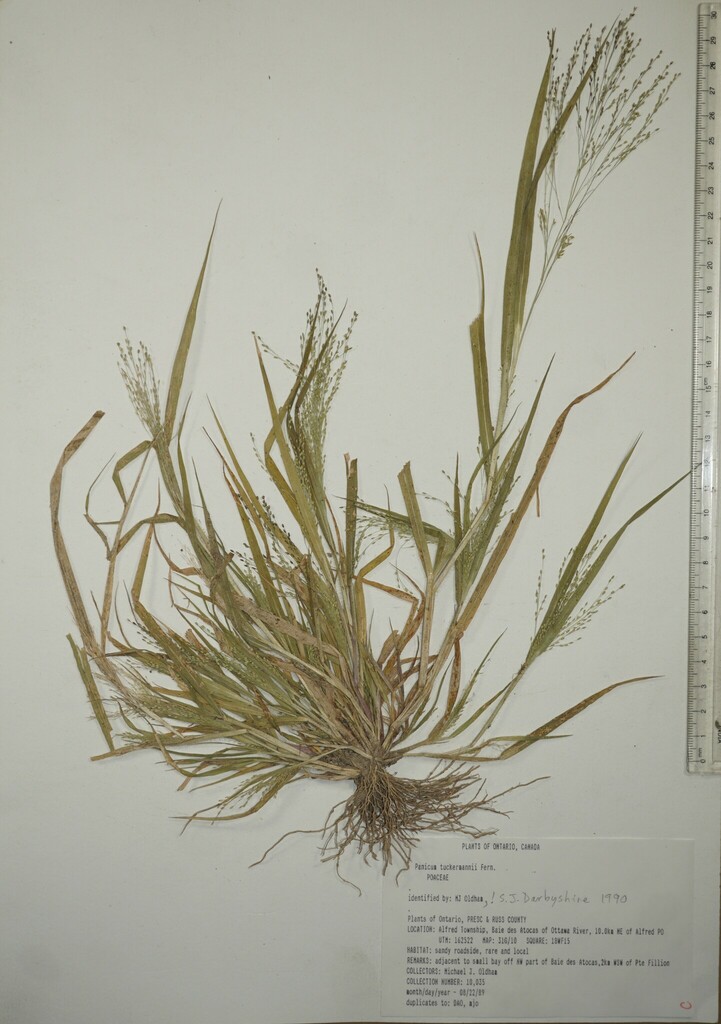 Philadelphia panic grass from Canada, Ontario, PRESCOTT & RUSSELL ...