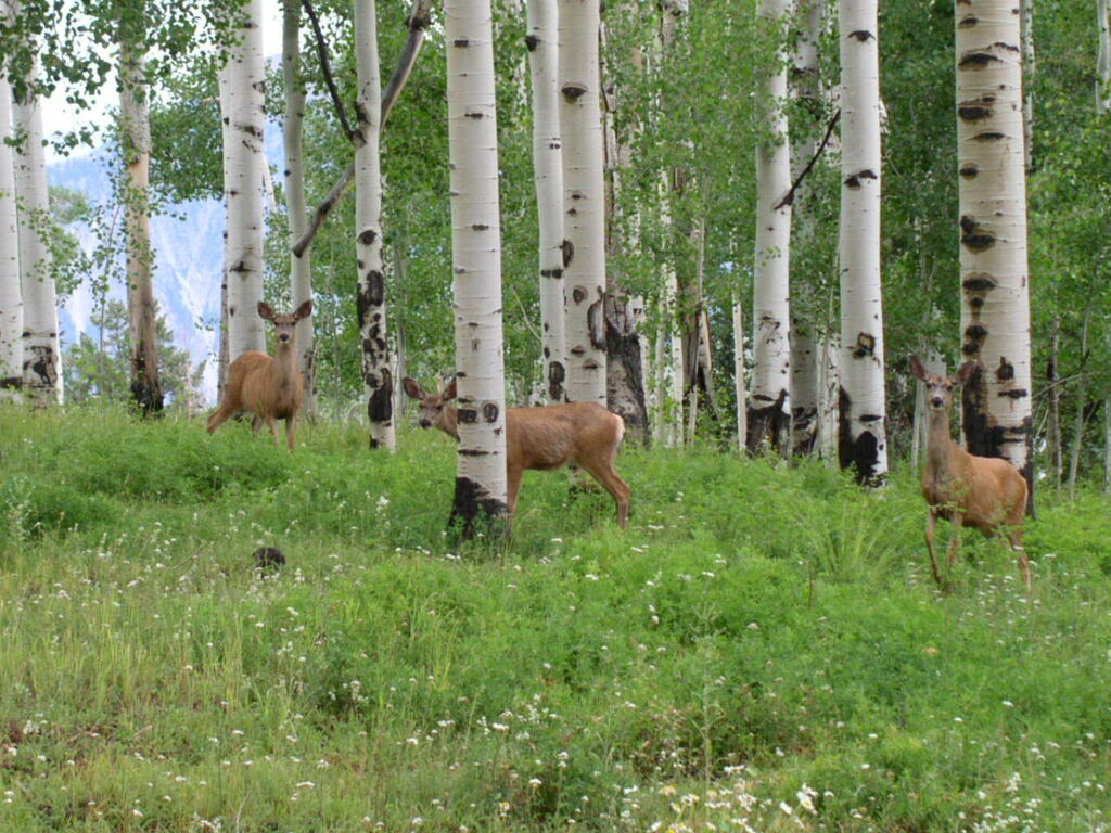 Rocky Mountain Mule Deer from Mountain Village, CO, USA on June 5, 2006 ...