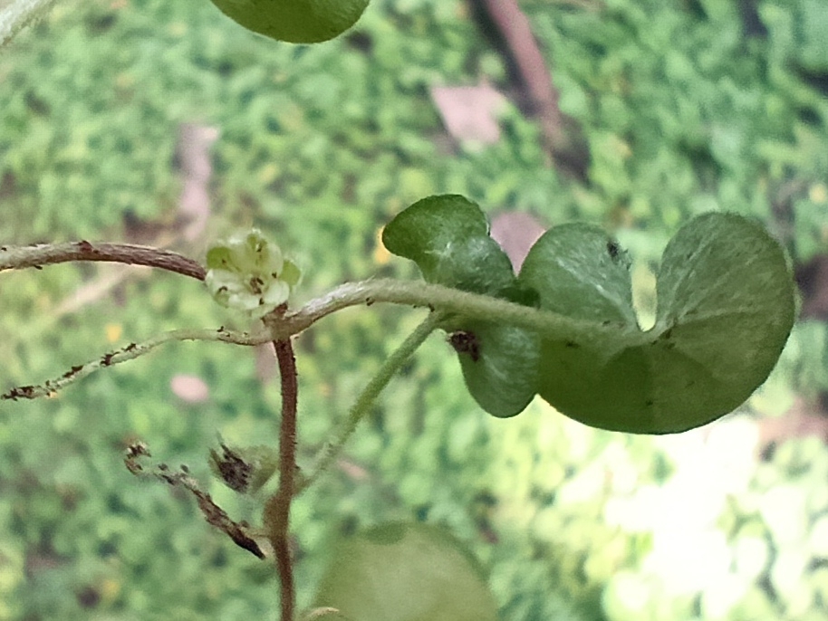 kidney weed from 61708 Mich., México on November 16, 2024 at 01:53 PM ...