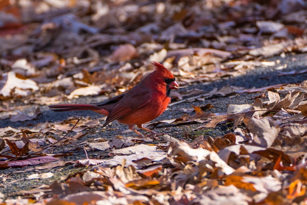 Northern Cardinal from Reston, VA, USA on November 16, 2024 at 10:20 AM ...