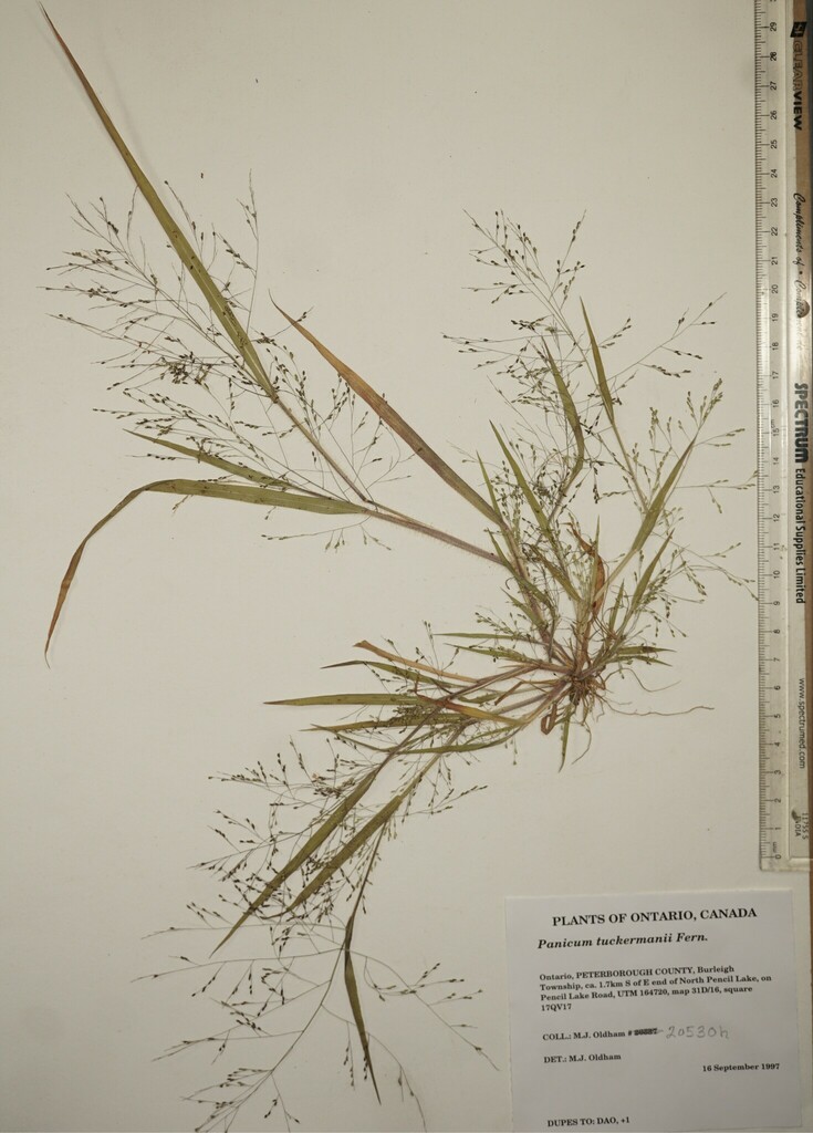 Philadelphia panic grass from Canada, Ontario, PETERBOROUGH County, ca ...
