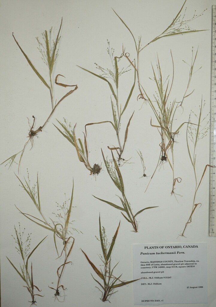Philadelphia panic grass from Canada, Ontario, HASTINGS County, ca. 2km ...