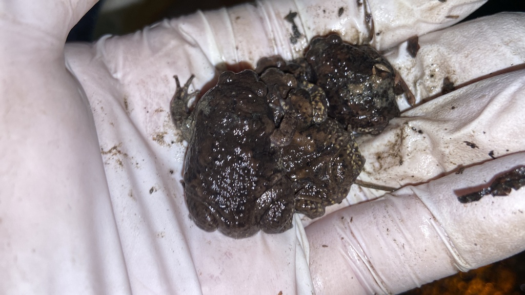 Boreal Digging Frog from 장재리, 아산시, 충청남도, KR on November 16, 2024 at 10: ...