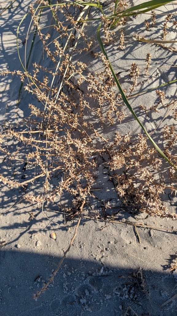 Prickly Saltwort from Westport, MA, USA on November 16, 2024 at 09:26 ...