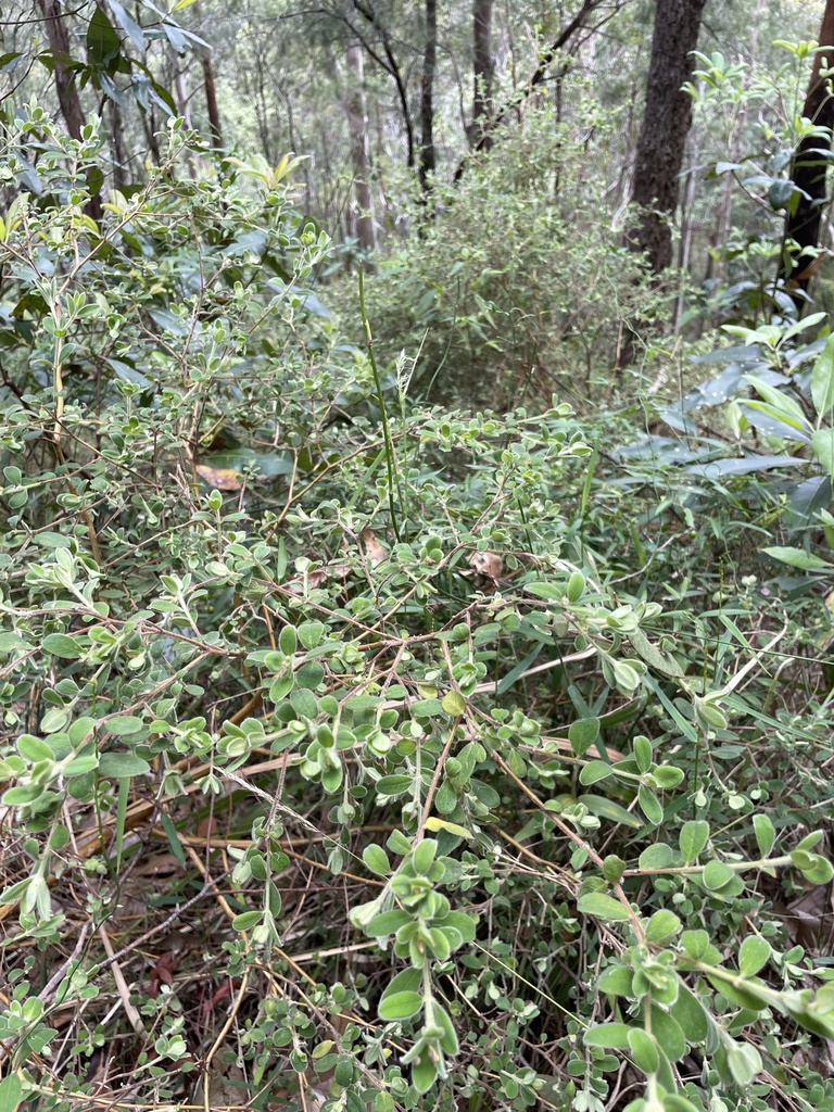 Pimelea altior from Burnett Creek, QLD, AU on November 16, 2024 at 12: ...