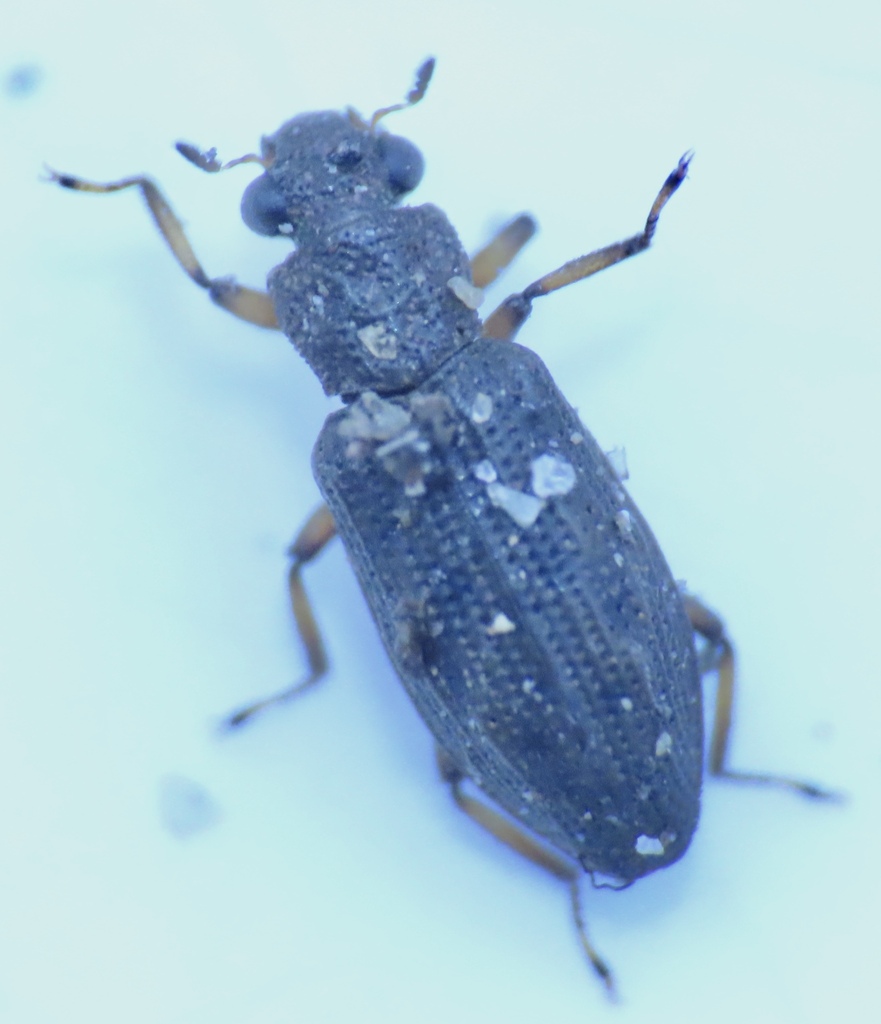 Hydrochus from Aspen Hill, MD, USA on November 10, 2024 at 12:48 PM by ...