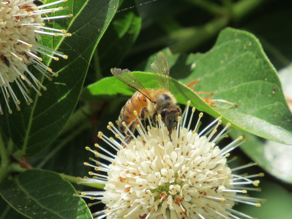 Western Honey Bee from Hargis Creek Lake, Wellington, KS, USA on July ...