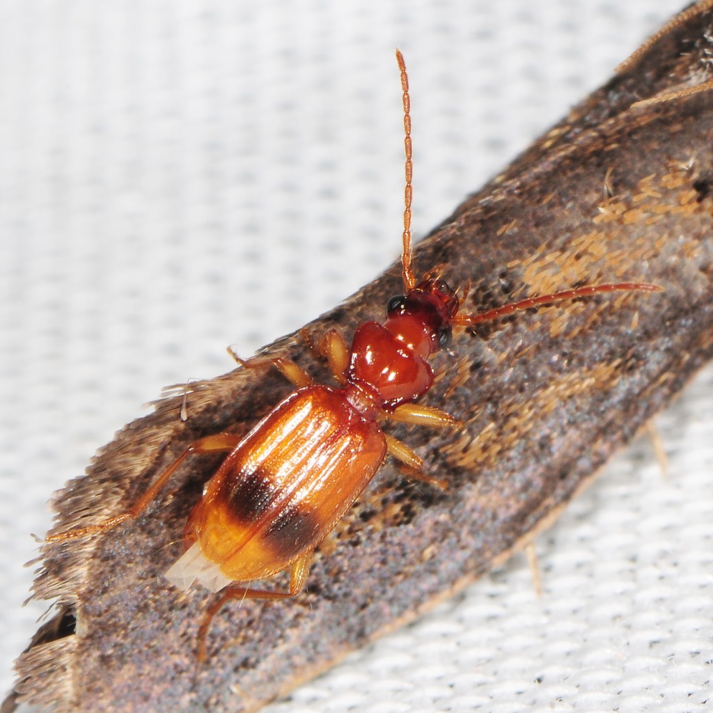 Tréchus plat (carabidae france) · iNaturalist